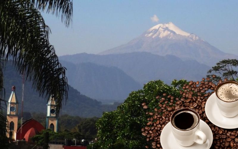 Monarca® Coffee - An Inside to our coffee